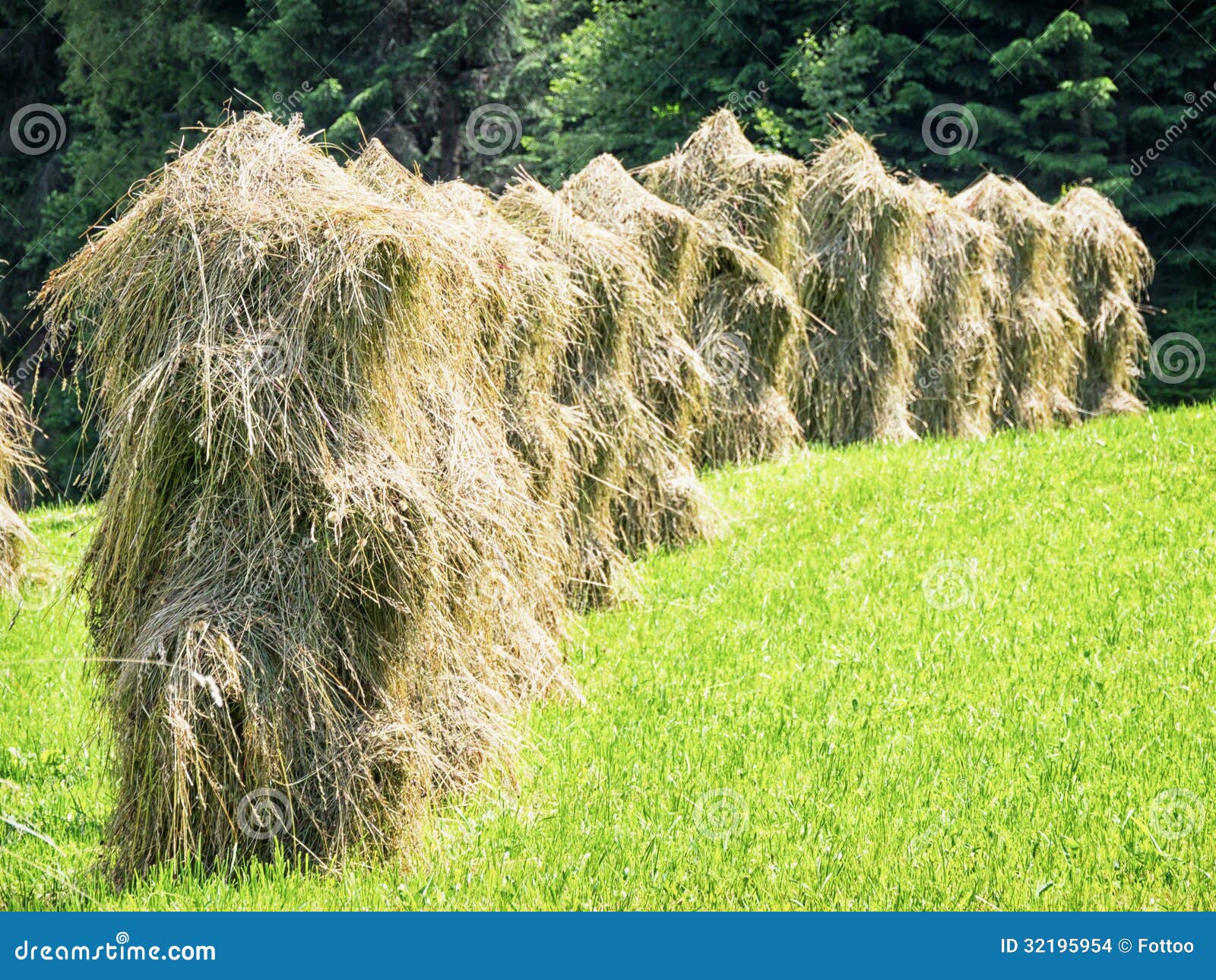 Haystack stock photo. Image of horizontal, grass, barley - 32195954