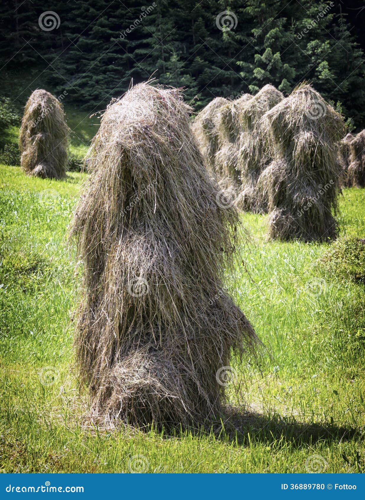 Haystack stock photo. Image of bale, plant, scene, harvesting - 36889780