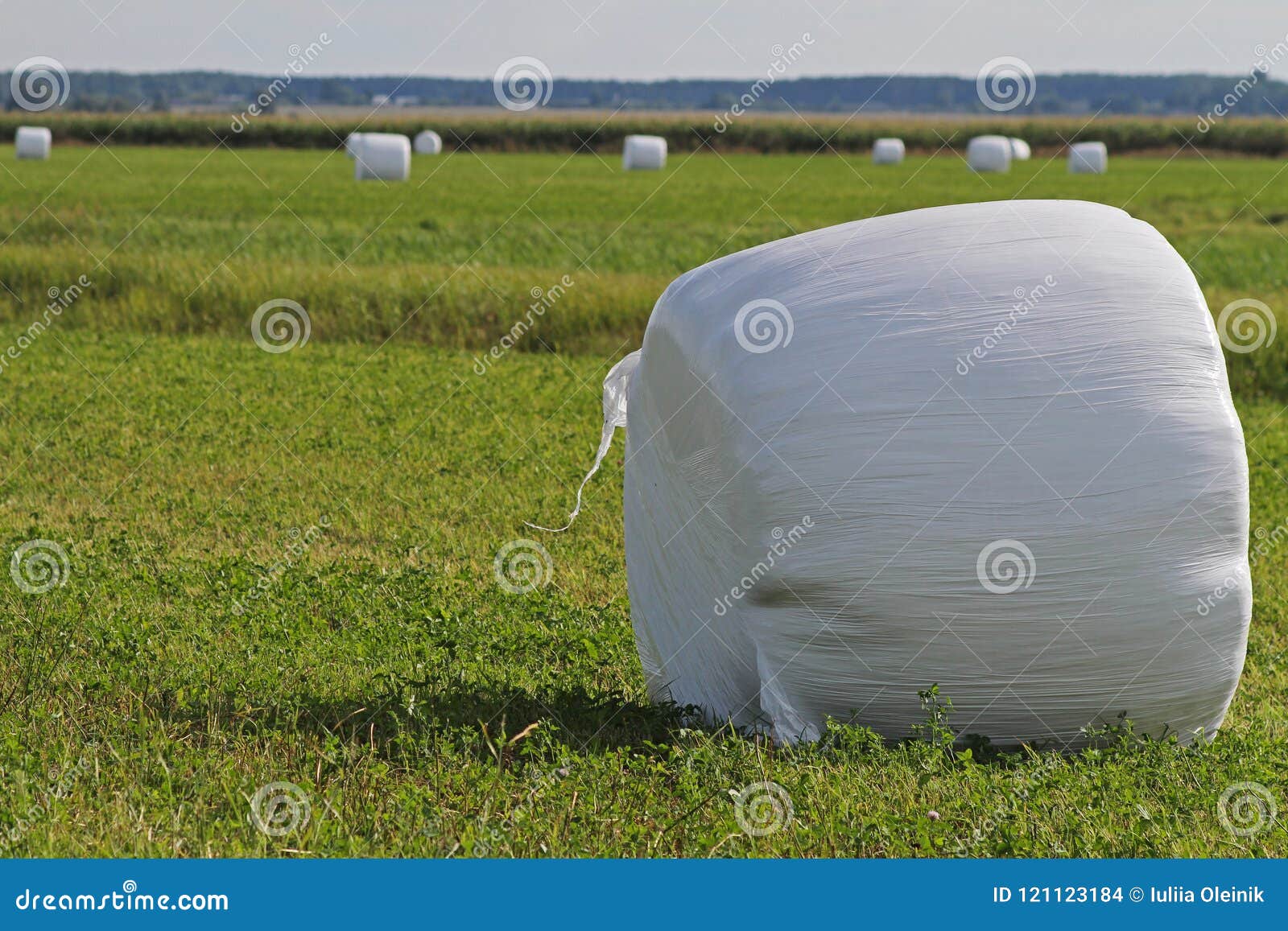Haystack Packed in White Plastic Packaging Stock Photo - Image of ...
