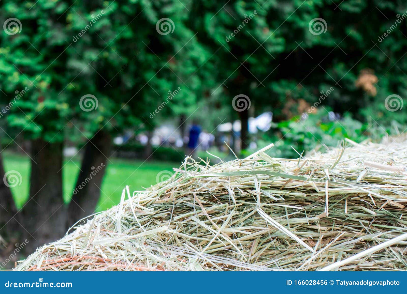 Haystack in the Park, Natural Material Stock Photo - Image of material ...