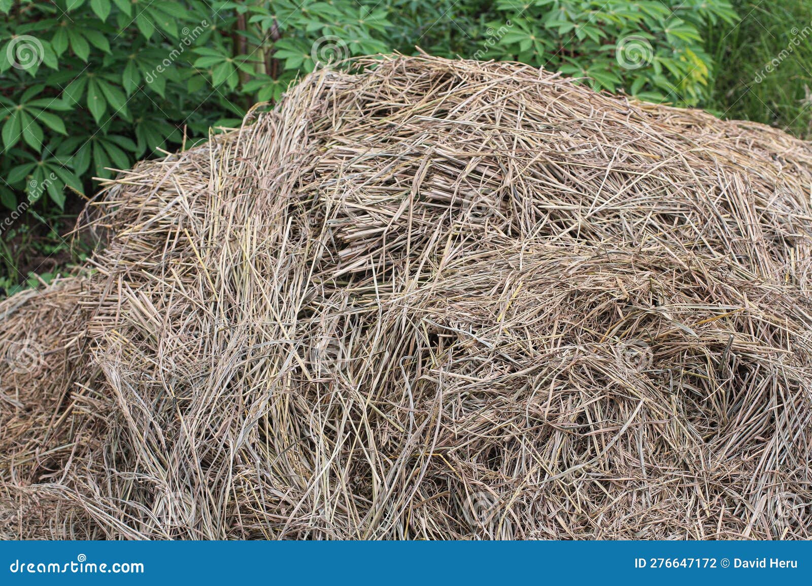 Haystack. Pile of Rice Stalks Left Over from the Harvest Stock Photo ...