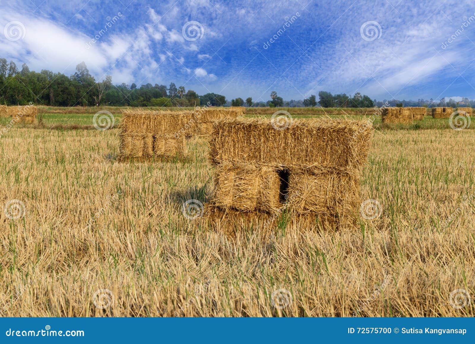 Haystack or Rice Straw Bales in Harvested Fields Stock Photo - Image of ...