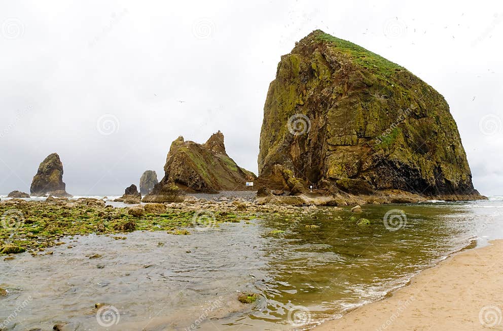 Haystack Rock Bird Sanctuary Stock Photo - Image of sand, sanctuary ...