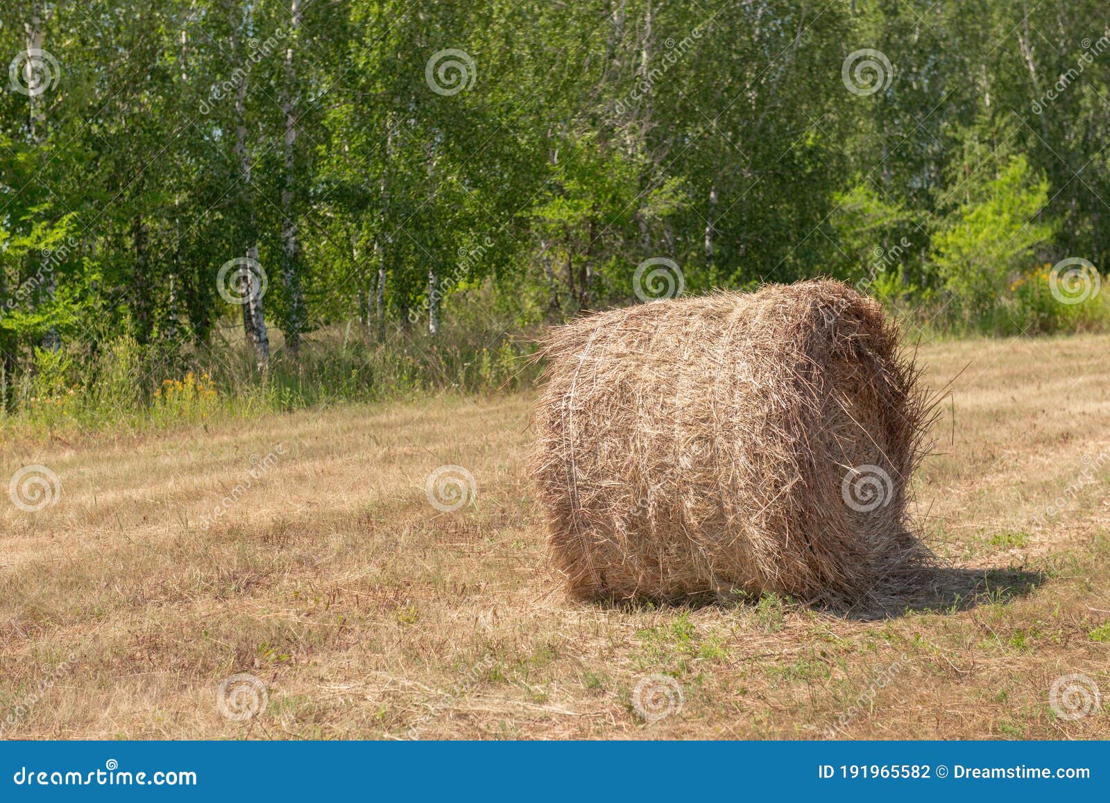 Haystack Rolls on Agriculture Field Landscape. Haystack Harvesting ...