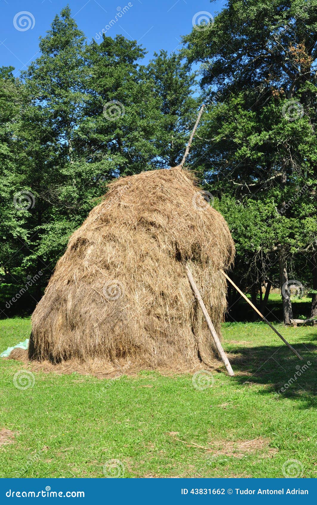 Haystack stock photo. Image of nature, plant, heap, cultivated - 43831662