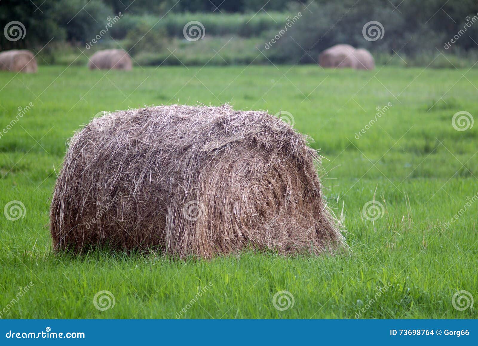 Haystack stock photo. Image of feed, farmers, fodder - 73698764