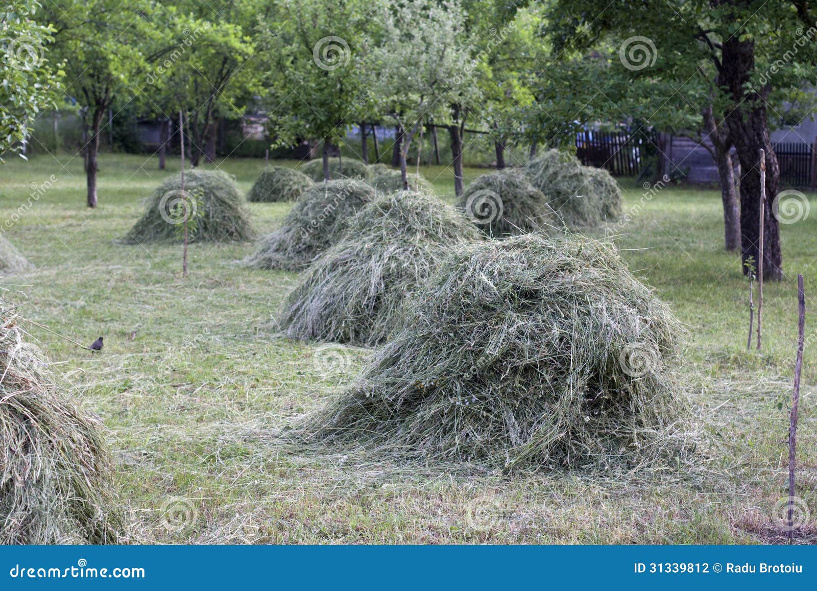 Haystack stock photo. Image of grass, outdoor, land, farm - 31339812