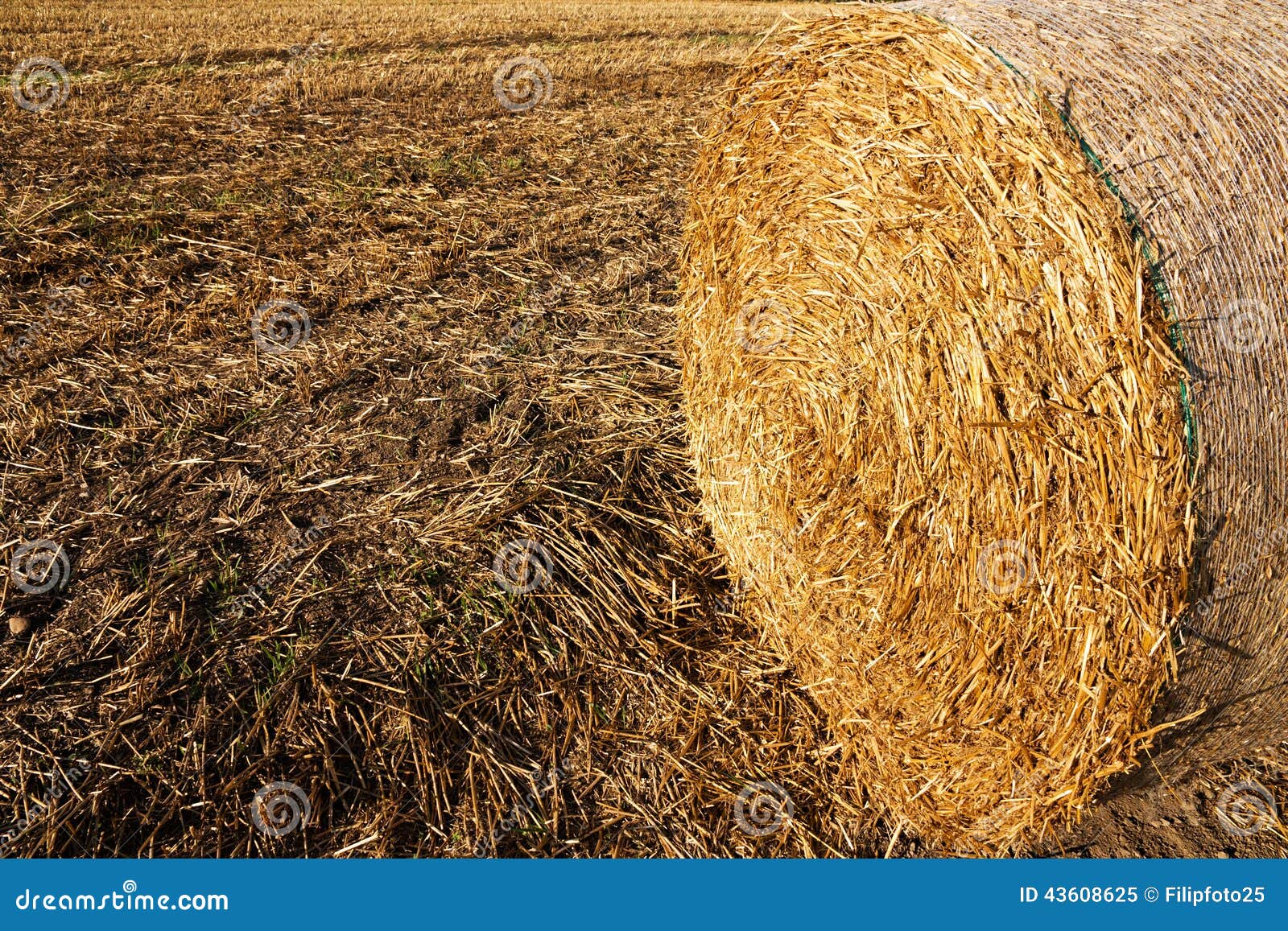 Haystack Texture Background Stock Image | CartoonDealer.com #43608625