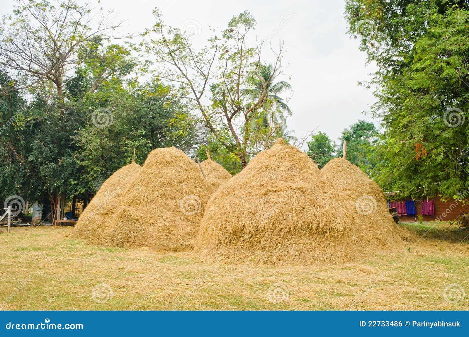 Haystack in Thailand stock photo. Image of asia, farm - 22733486