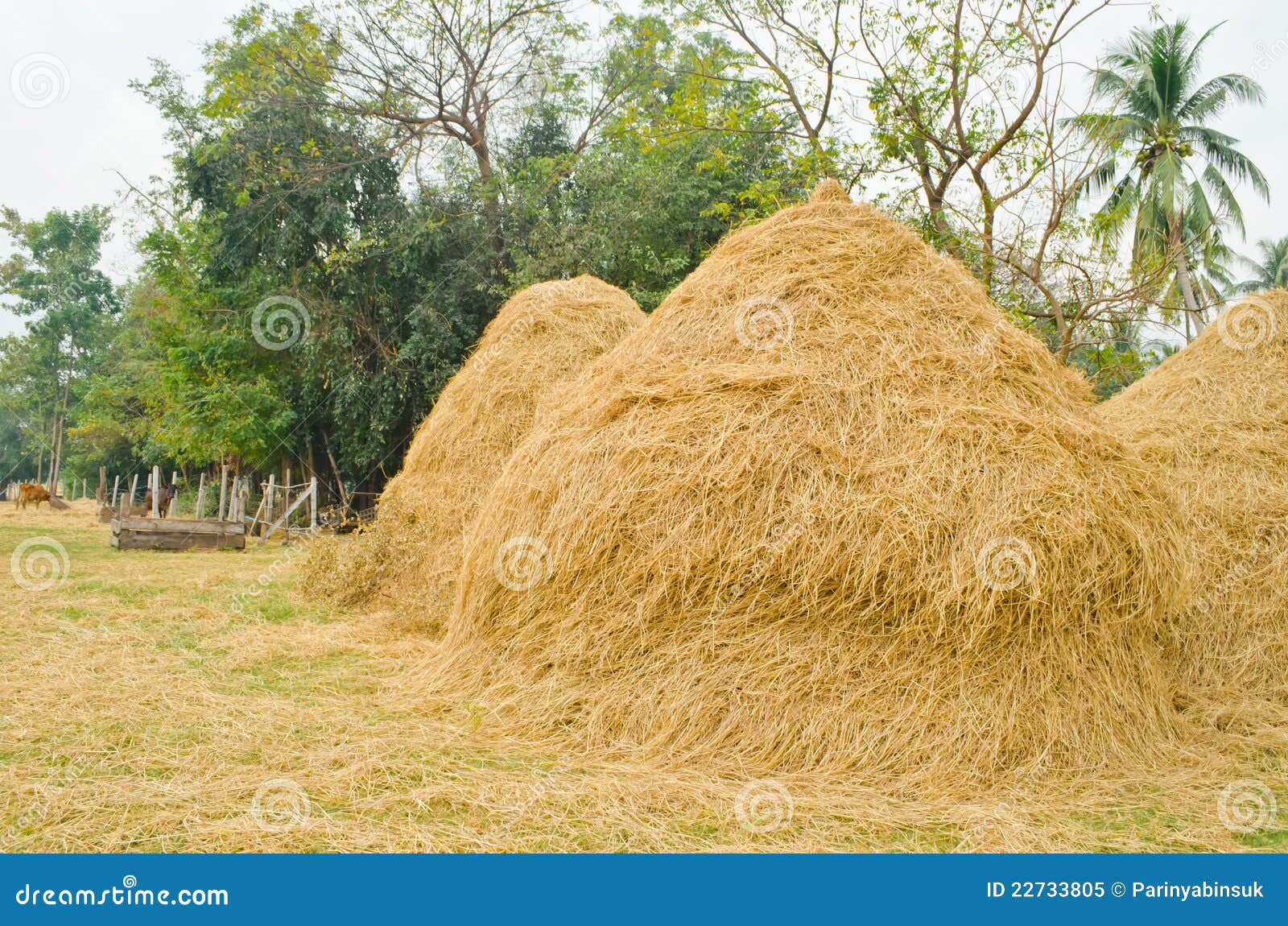 Haystack in Thailand stock image. Image of landscape - 22733805