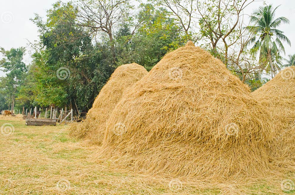 Haystack in Thailand stock image. Image of landscape - 22733805