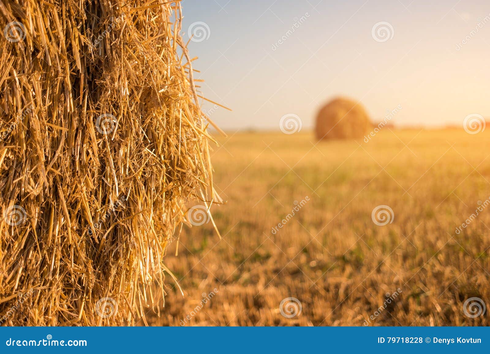 Haystack under sunlight. stock photo. Image of livestock - 79718228