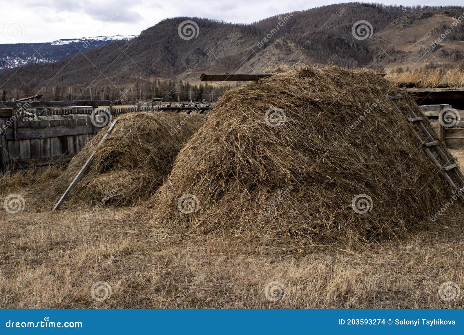 Haystack stock photo. Image of wheat, tree, stack, terrain - 203593274