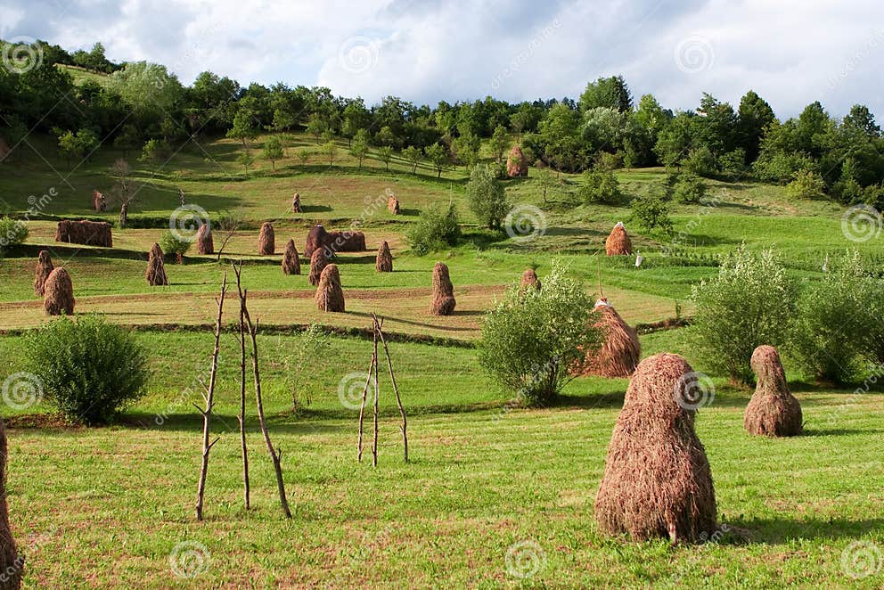 Haystacks stock photo. Image of rural, trees, valley - 15574970