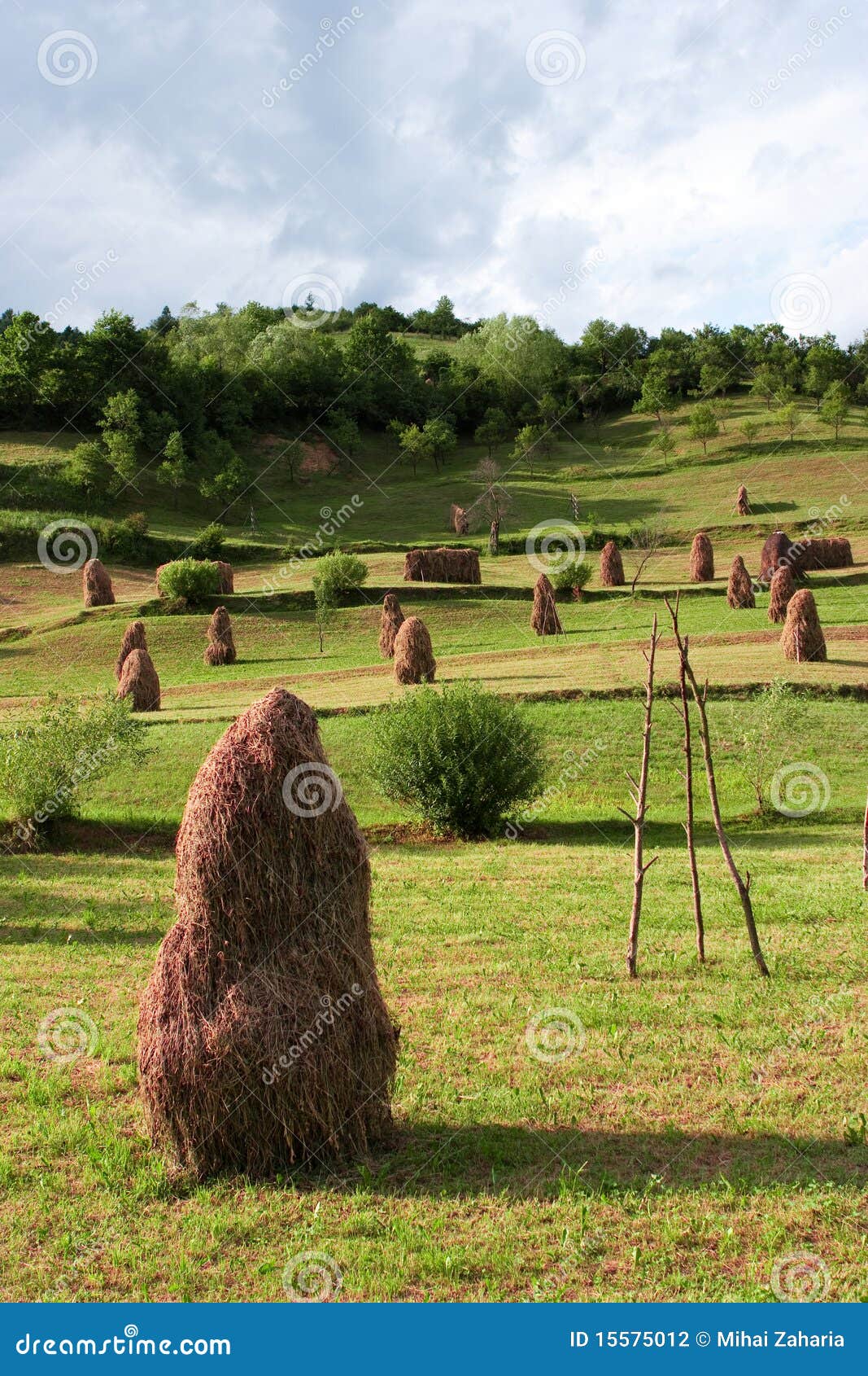 Haystacks stock photo. Image of vegetation, blue, grass - 15575012