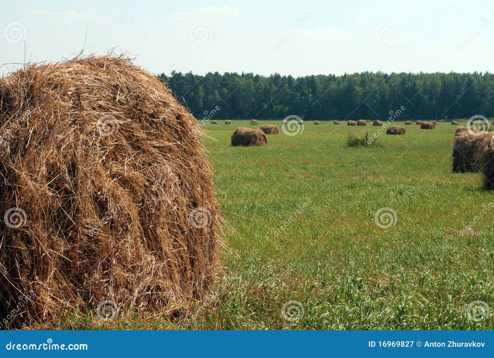 Haystacks stock image. Image of heap, fall, growing, farm - 16969827
