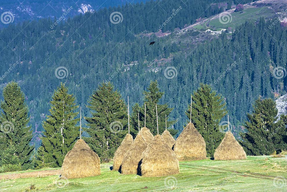 Haystacks stock photo. Image of bird, mountains, forest - 22171468