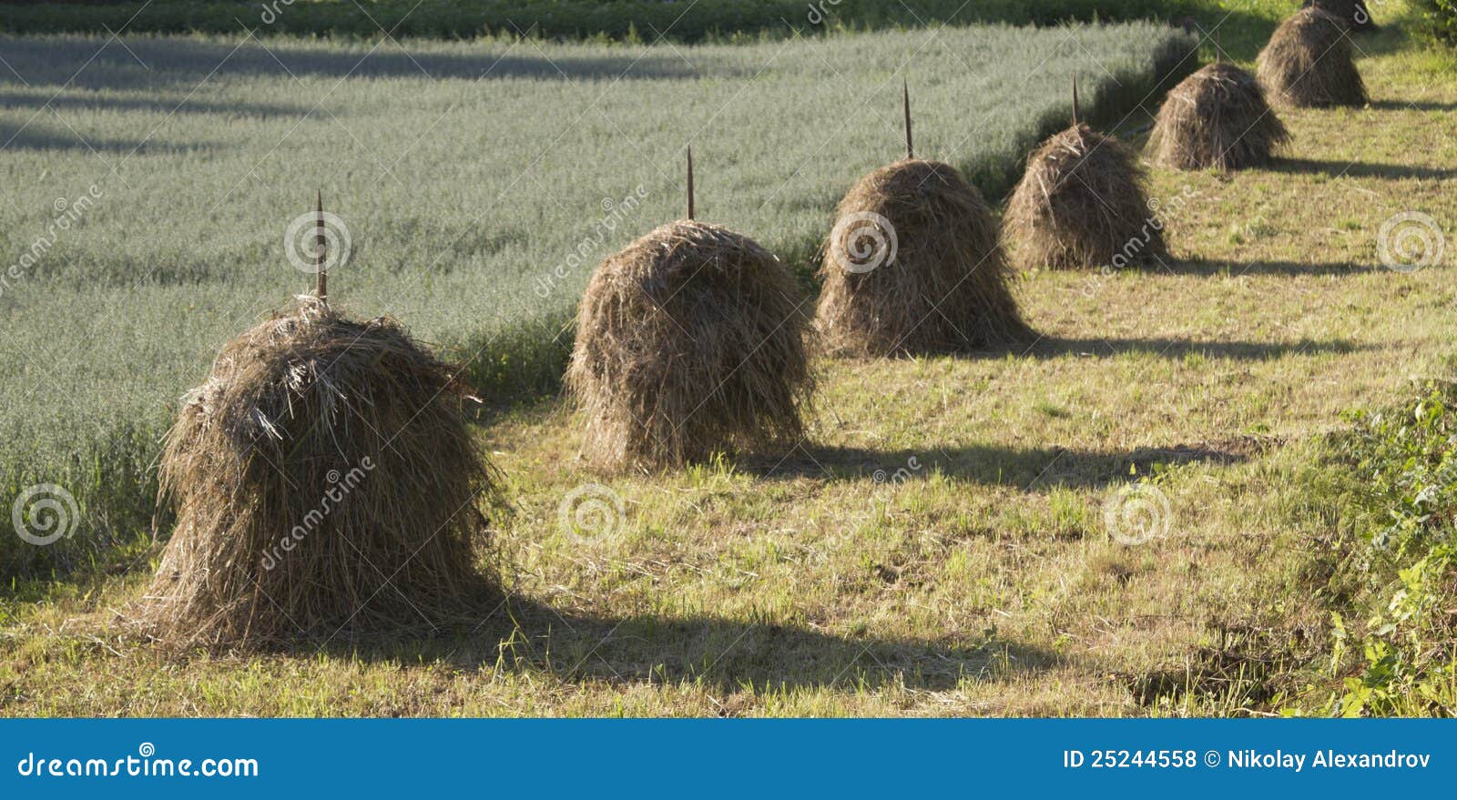 Haystacks stock photo. Image of garner, cornfield, outdoor - 25244558