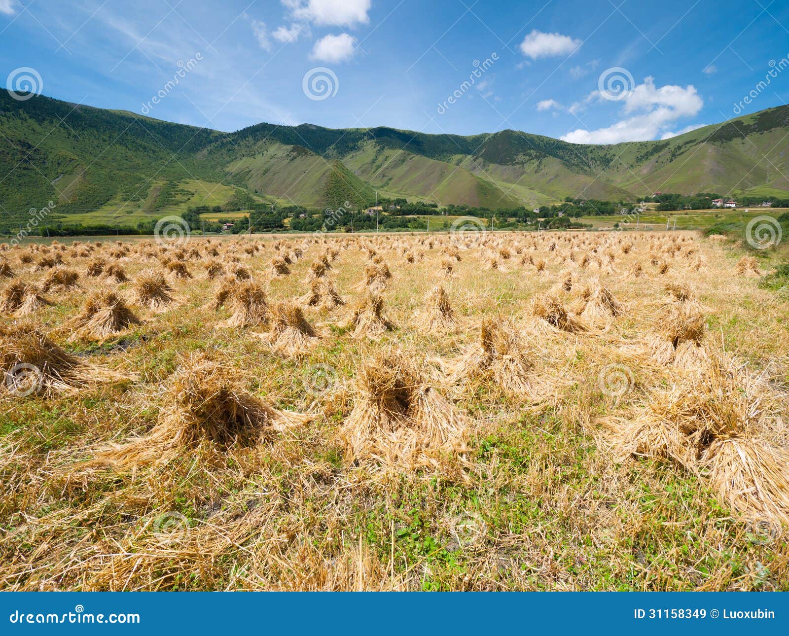 Haystacks in a farmland stock image. Image of agriculture - 31158349