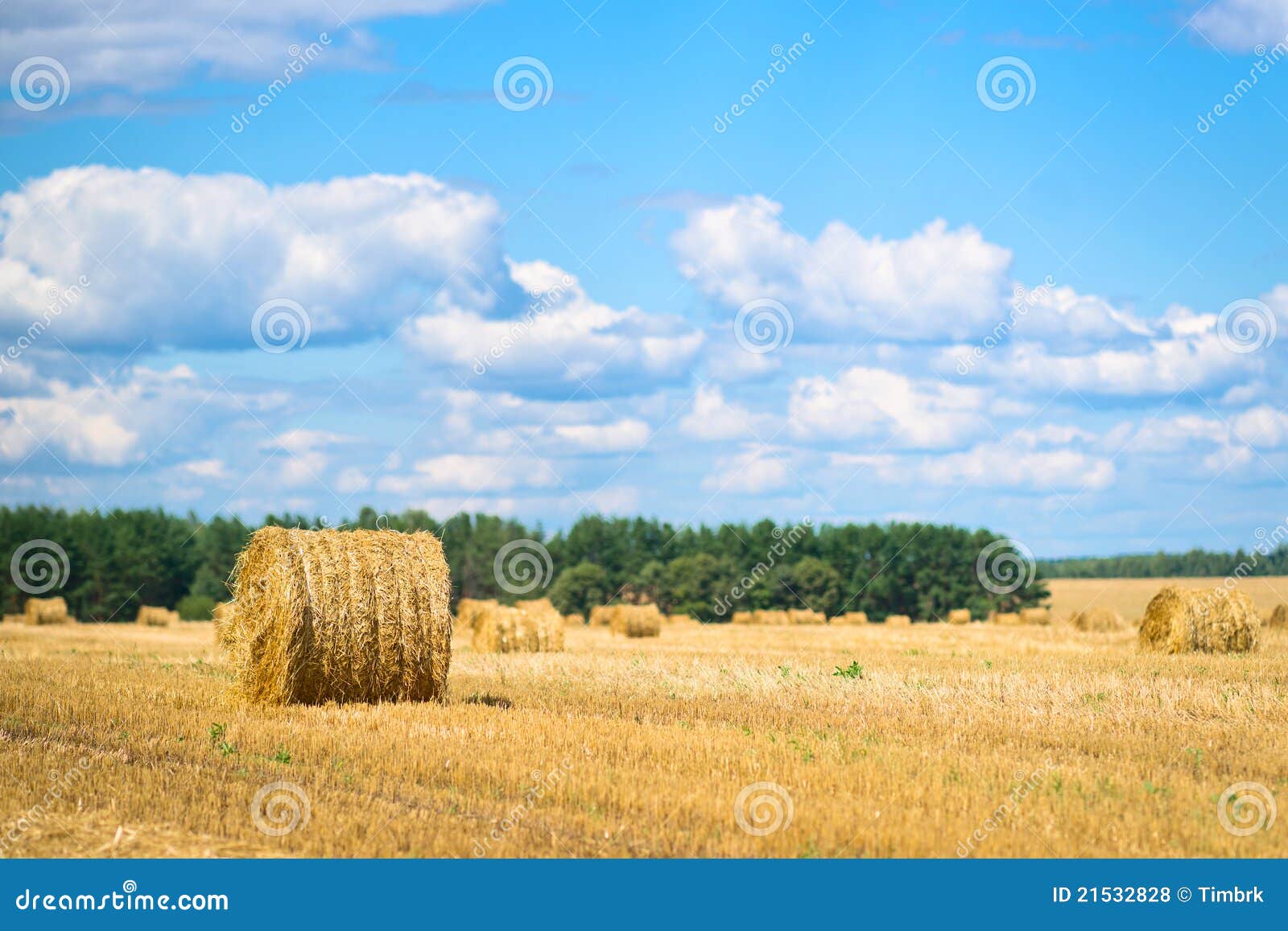 Haystacks in the field stock photo. Image of grass, rural - 21532828