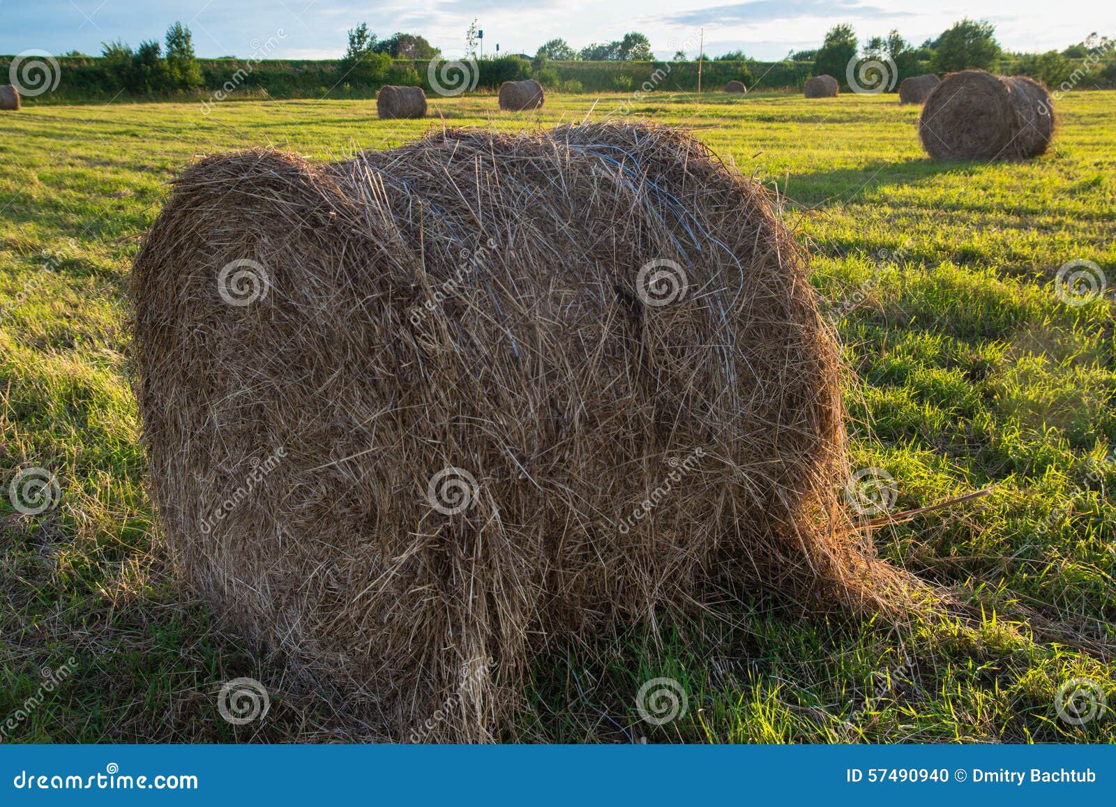 Haystacks in a field stock photo. Image of farm, stem - 57490940