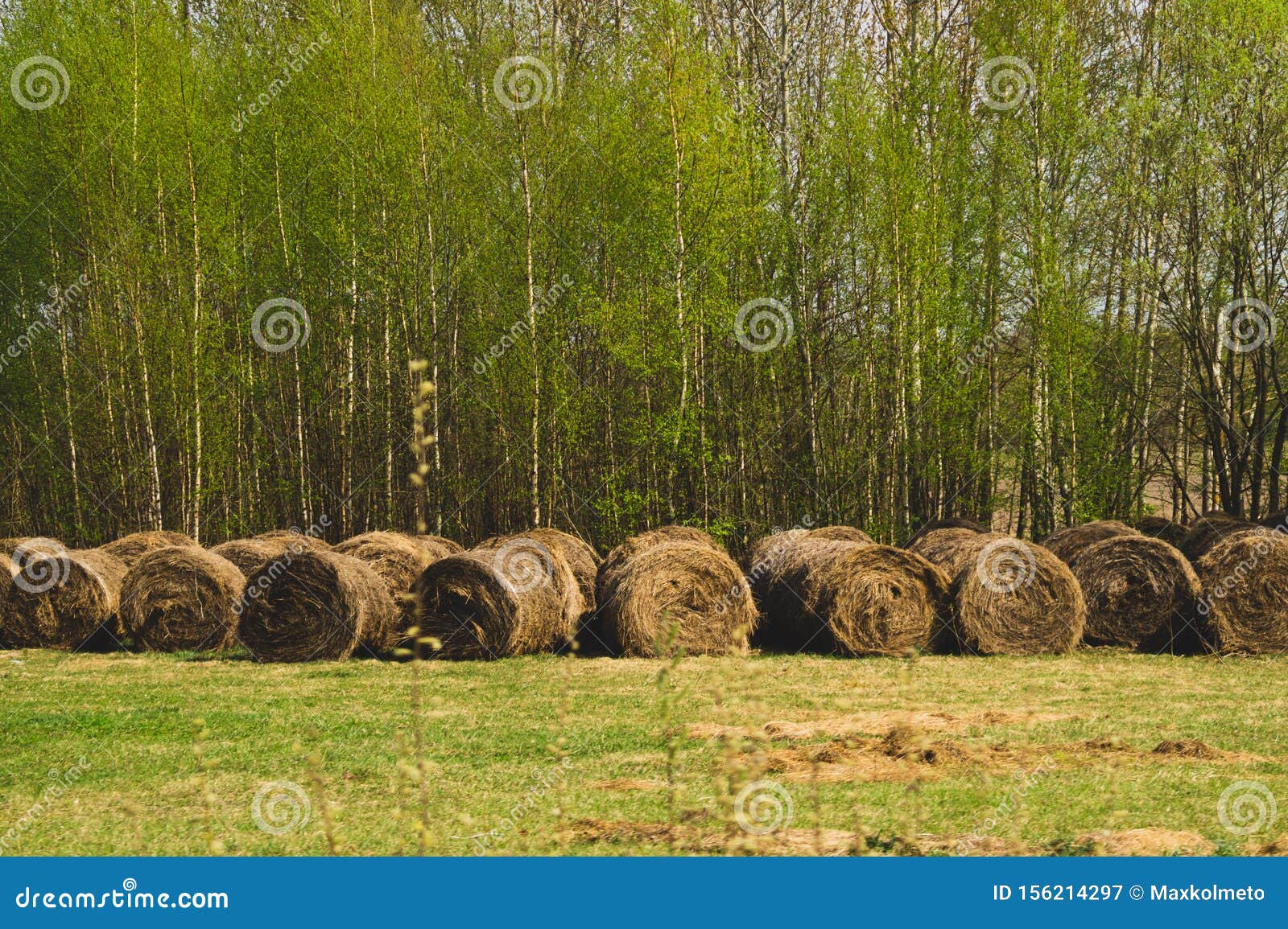 Haystacks on the Field. Large Round Bales of Straw in the Meadow Stock ...