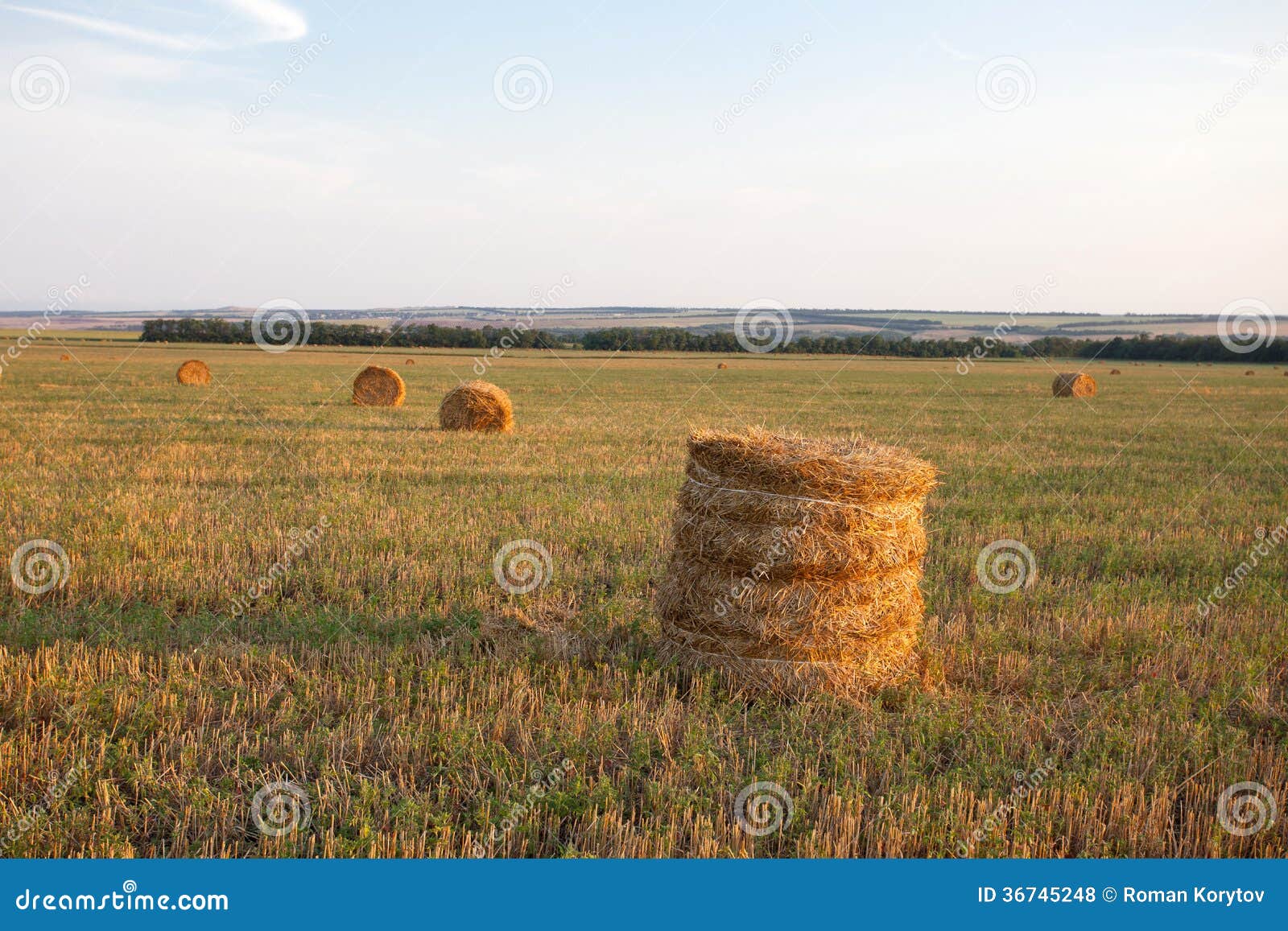 Haystacks field stock photo. Image of cutting, rick, corn - 36745248