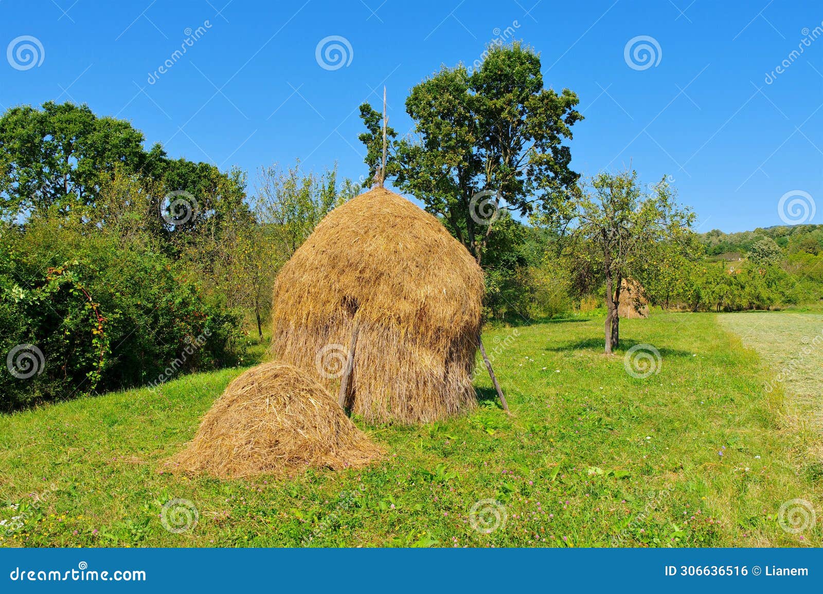 Haystacks in a Field in Romania Stock Photo - Image of agriculture ...