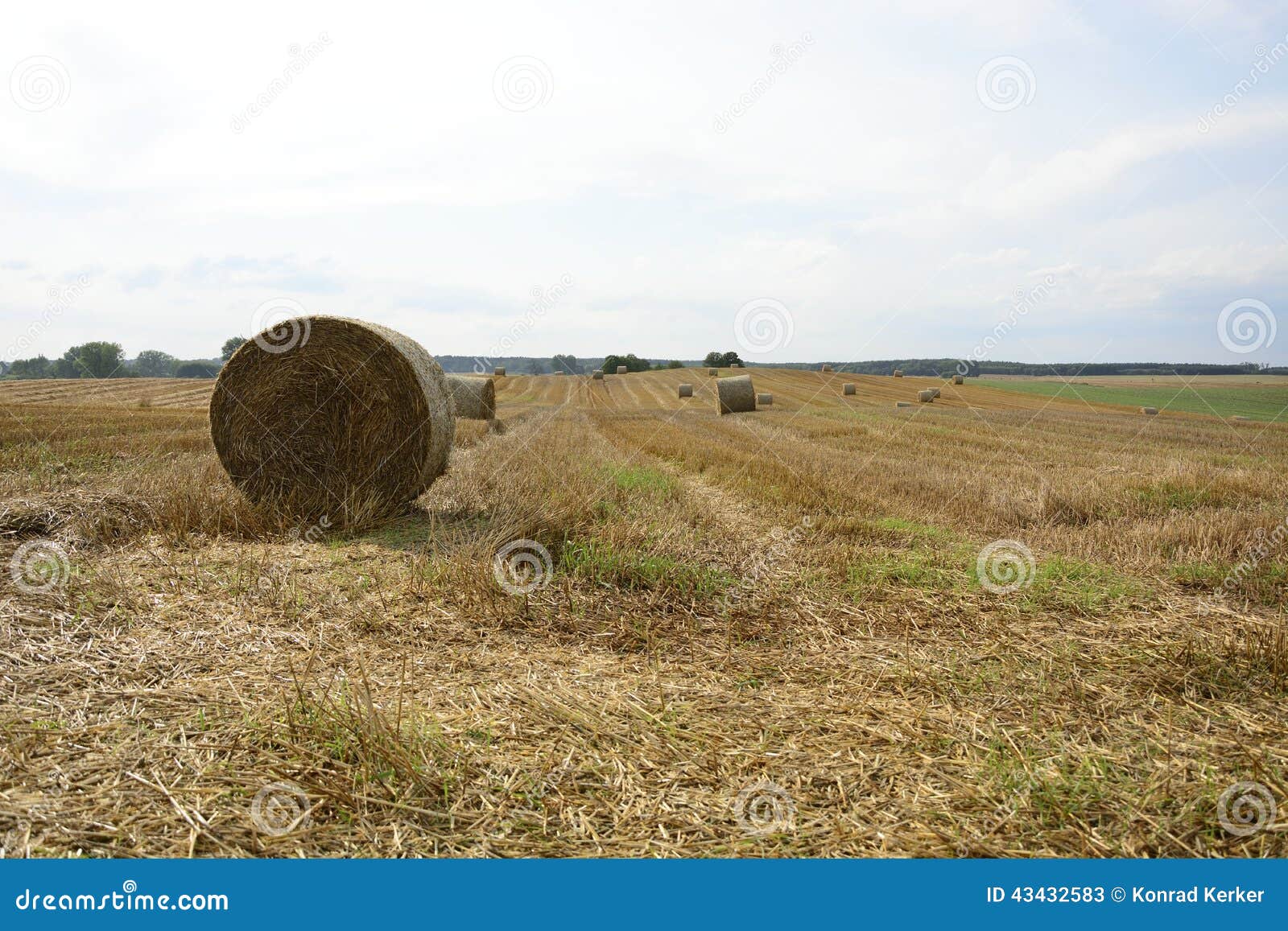 Haystacks in a field stock image. Image of food, bundle - 43432583