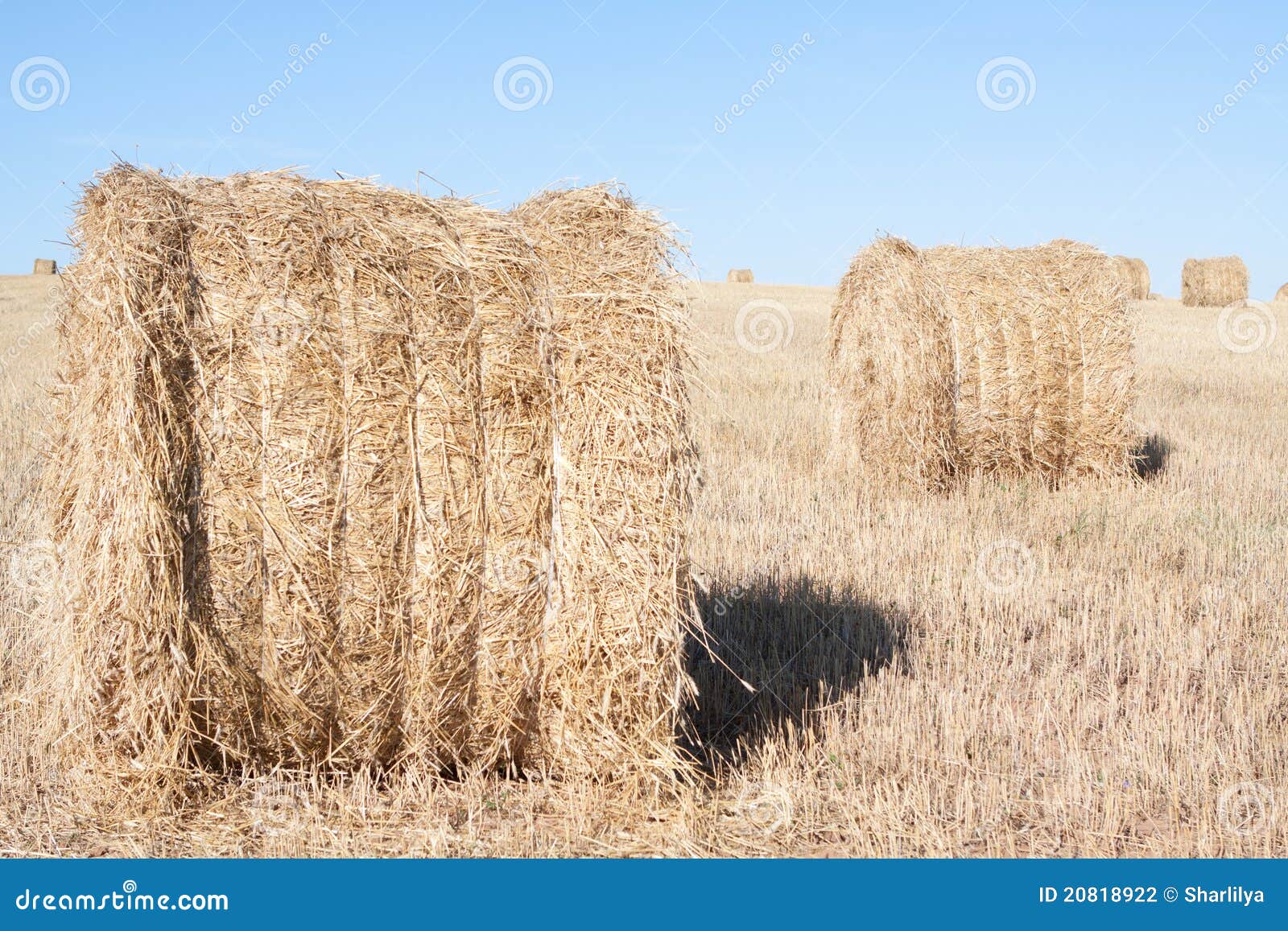 Haystacks in the Field in Summer Stock Photo - Image of wheat, field ...