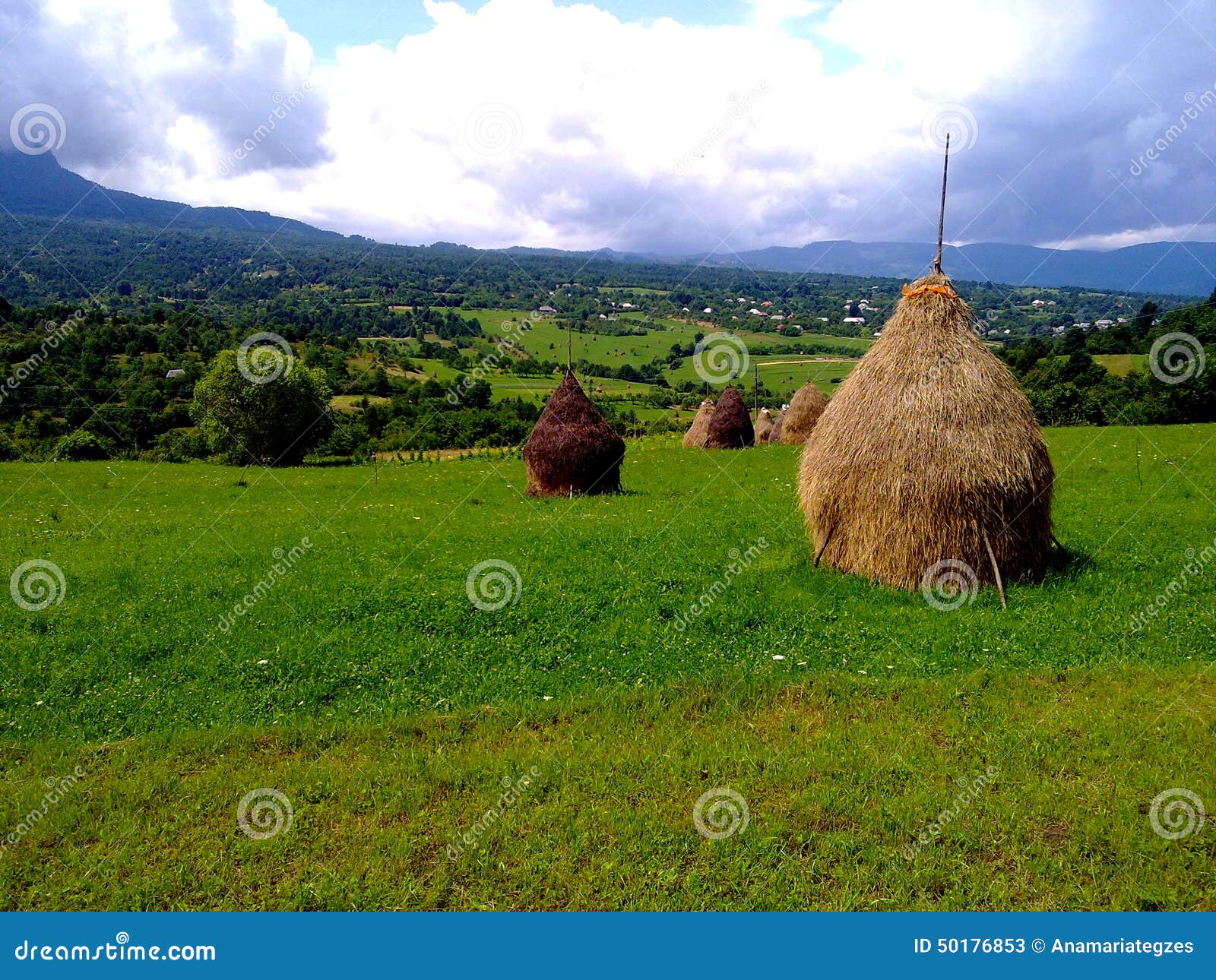 Haystacks stock image. Image of field, haystacks, meadow - 50176853