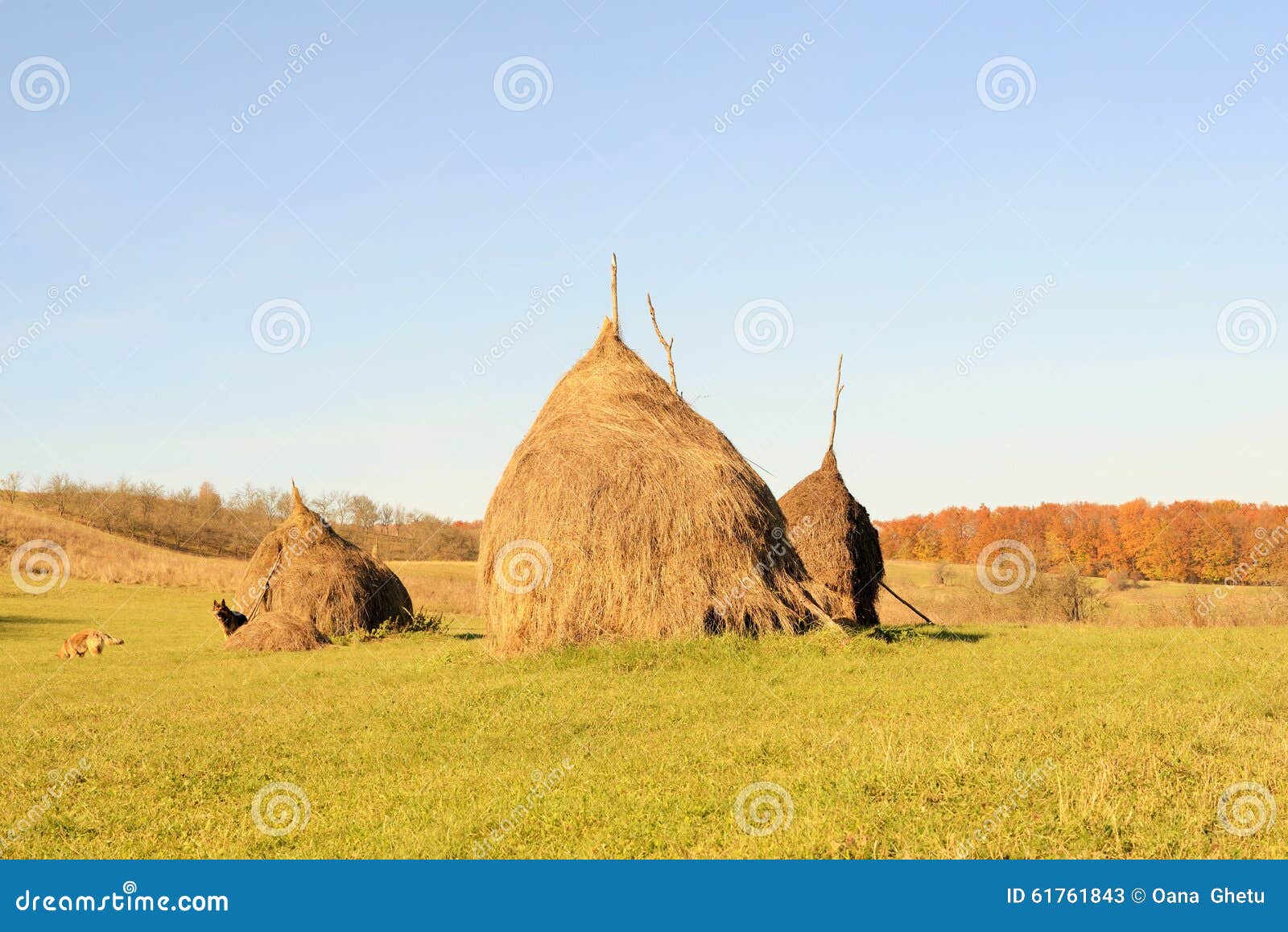 Haystacks stock image. Image of haystacks, landscape - 61761843