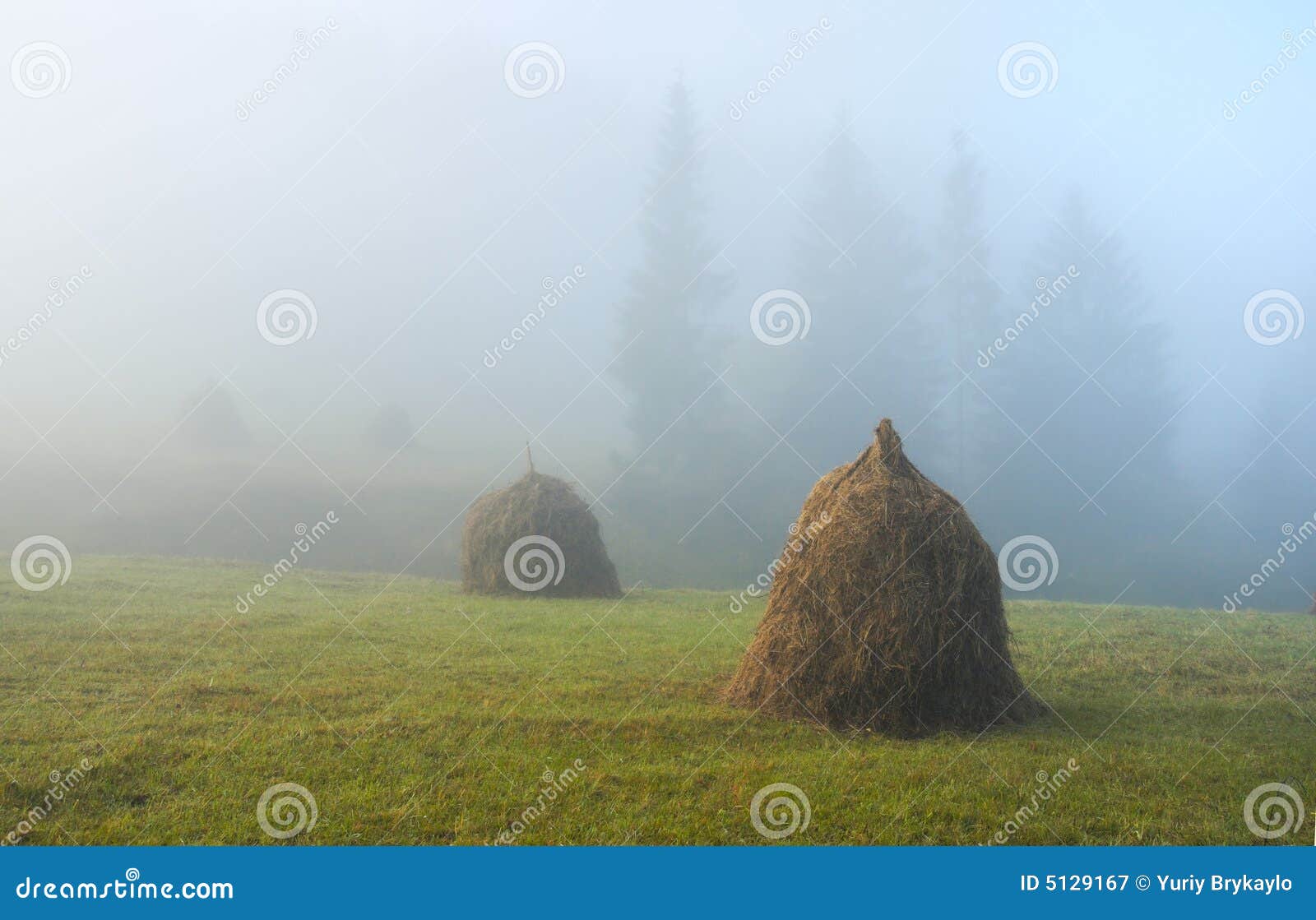 Haystacks, misty morning stock image. Image of forest - 5129167