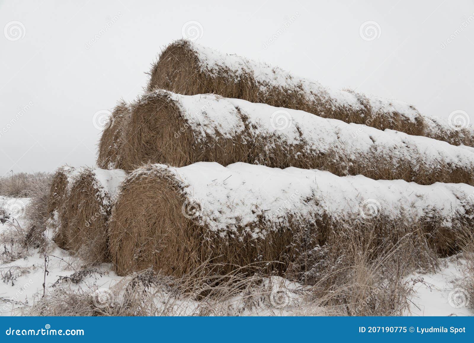 Haystacks Prepared for Animal Feed in Winter. Hay Storage in Winter ...