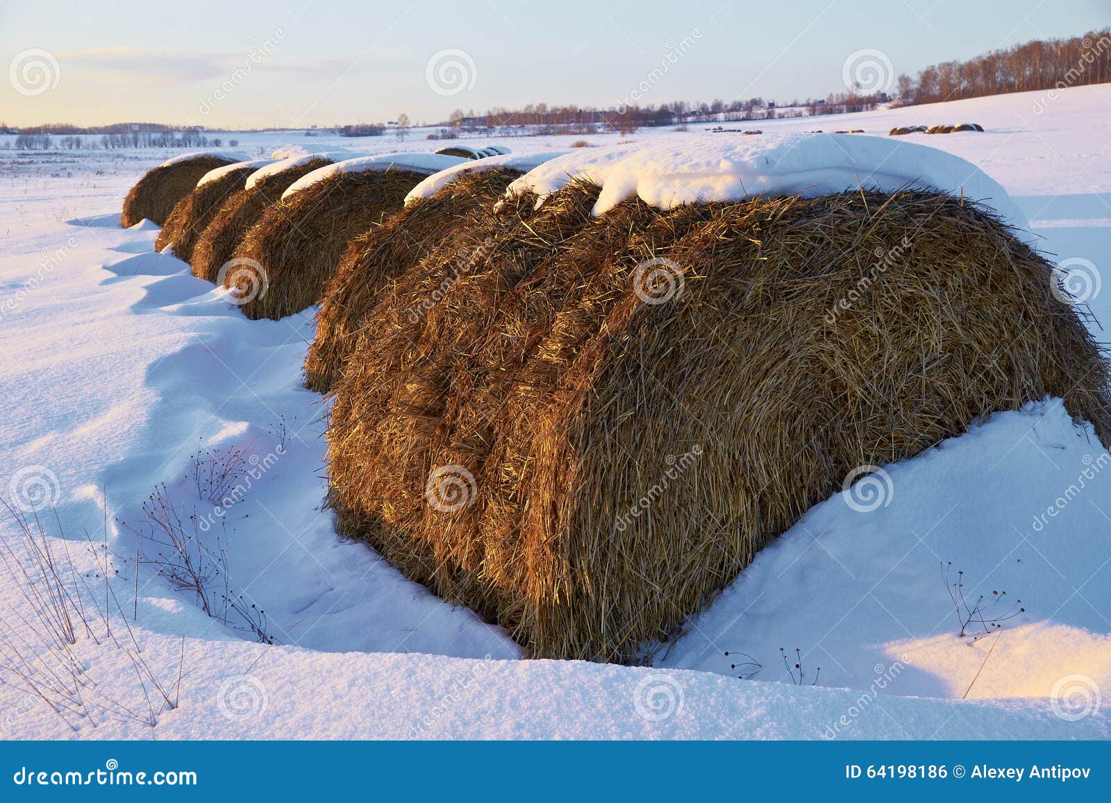 Haystacks in Snowy Field on Winter Day Stock Photo - Image of blue ...