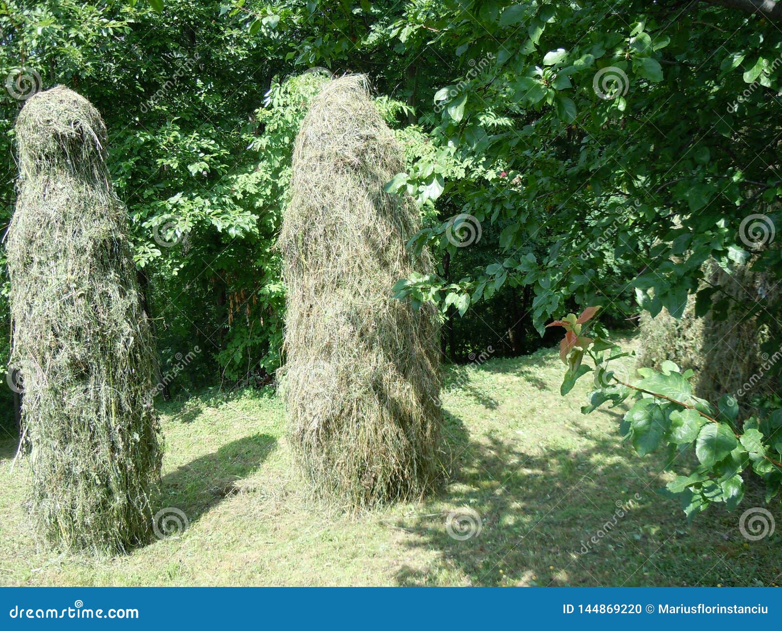 Haystacks between the Trees Stock Photo - Image of haystacks ...