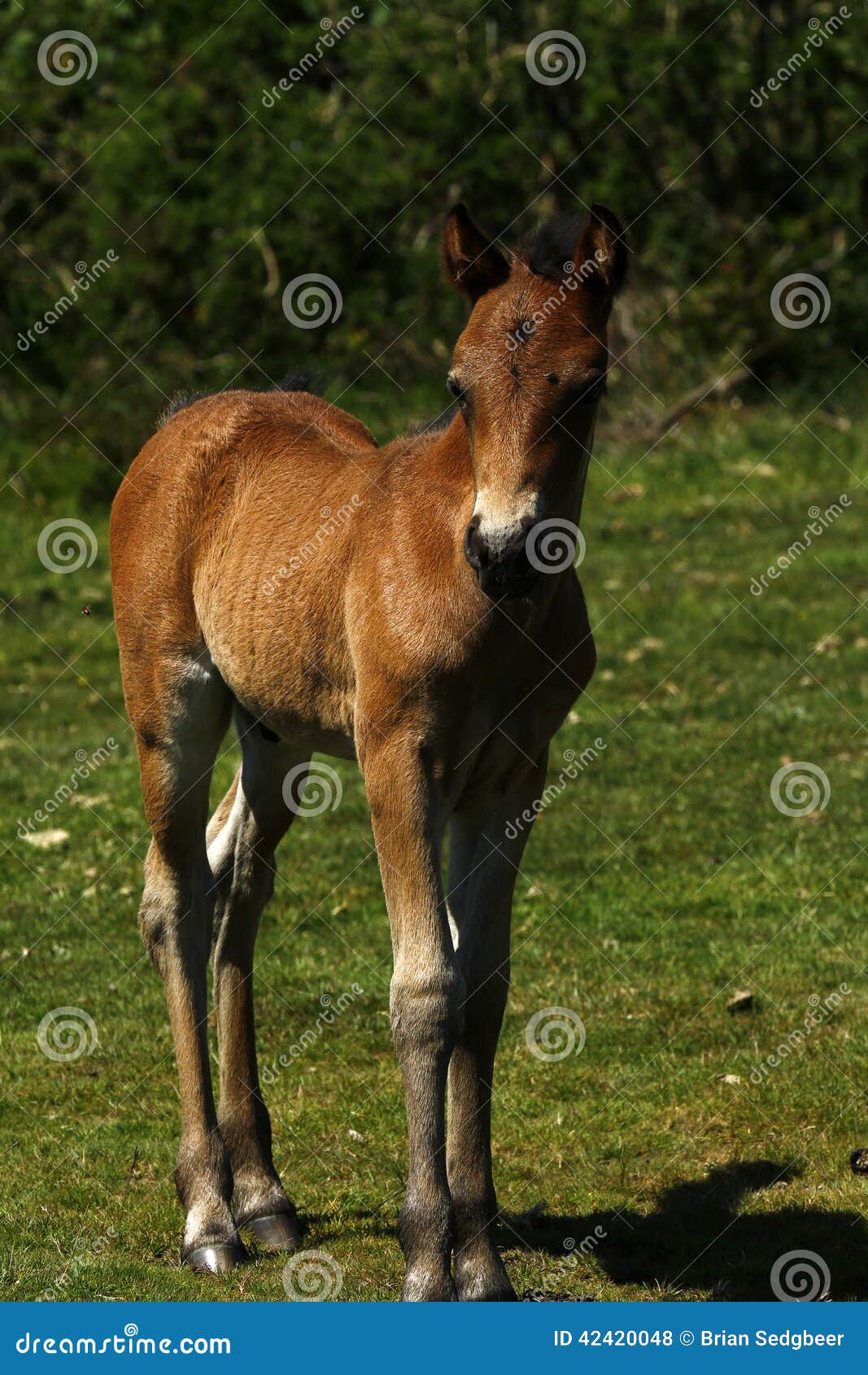 Dartmoor Spring Time Foal stock photo. Image of breed - 42420048