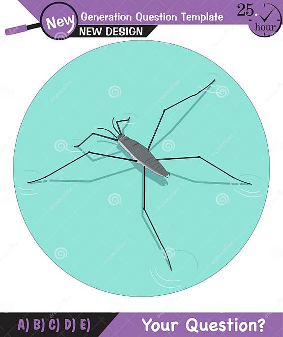 Animal World, Insects, Vector, Eps, New Generation Question Template ...