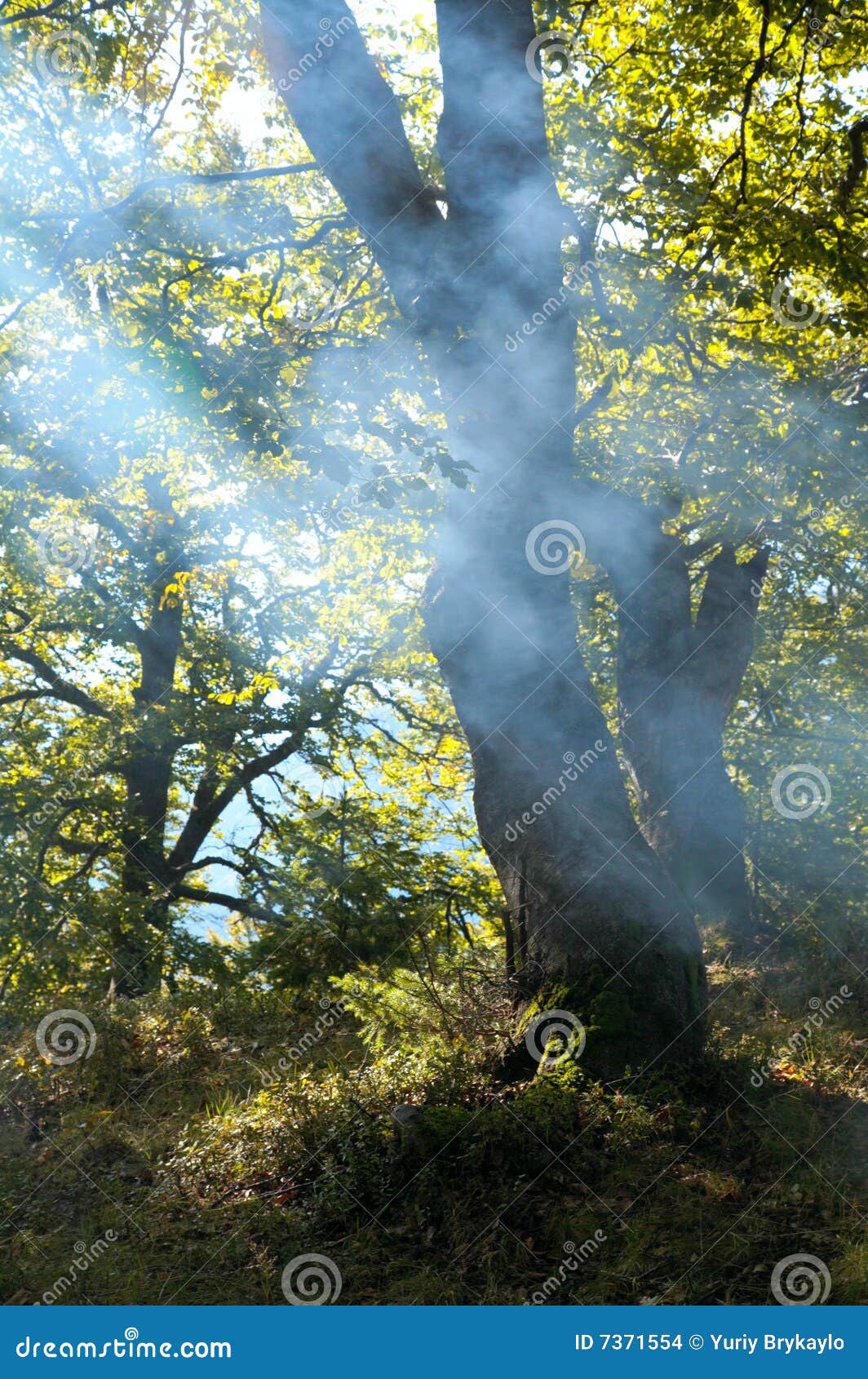 Haze in autumn forest stock photo. Image of forest, trunk - 7371554
