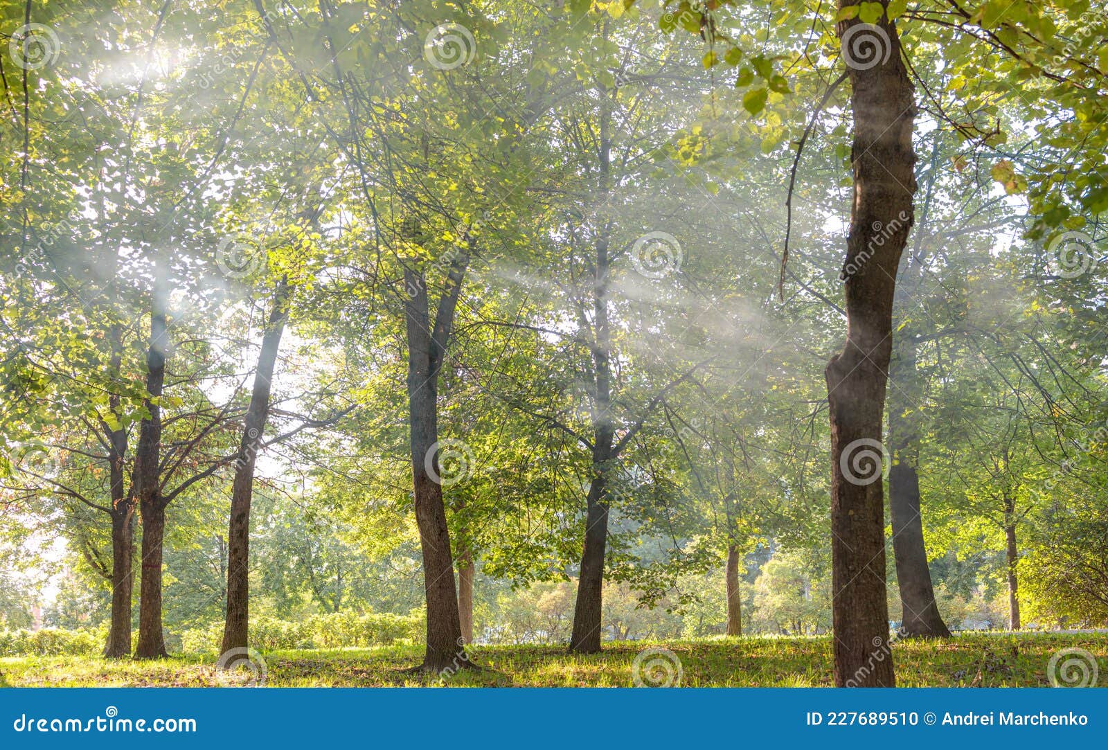 Haze Covered the Trees, Rays of Light Make Their Way through the Haze ...