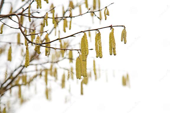 Hazel stock photo. Image of brush, detail, blue, spring - 8300294