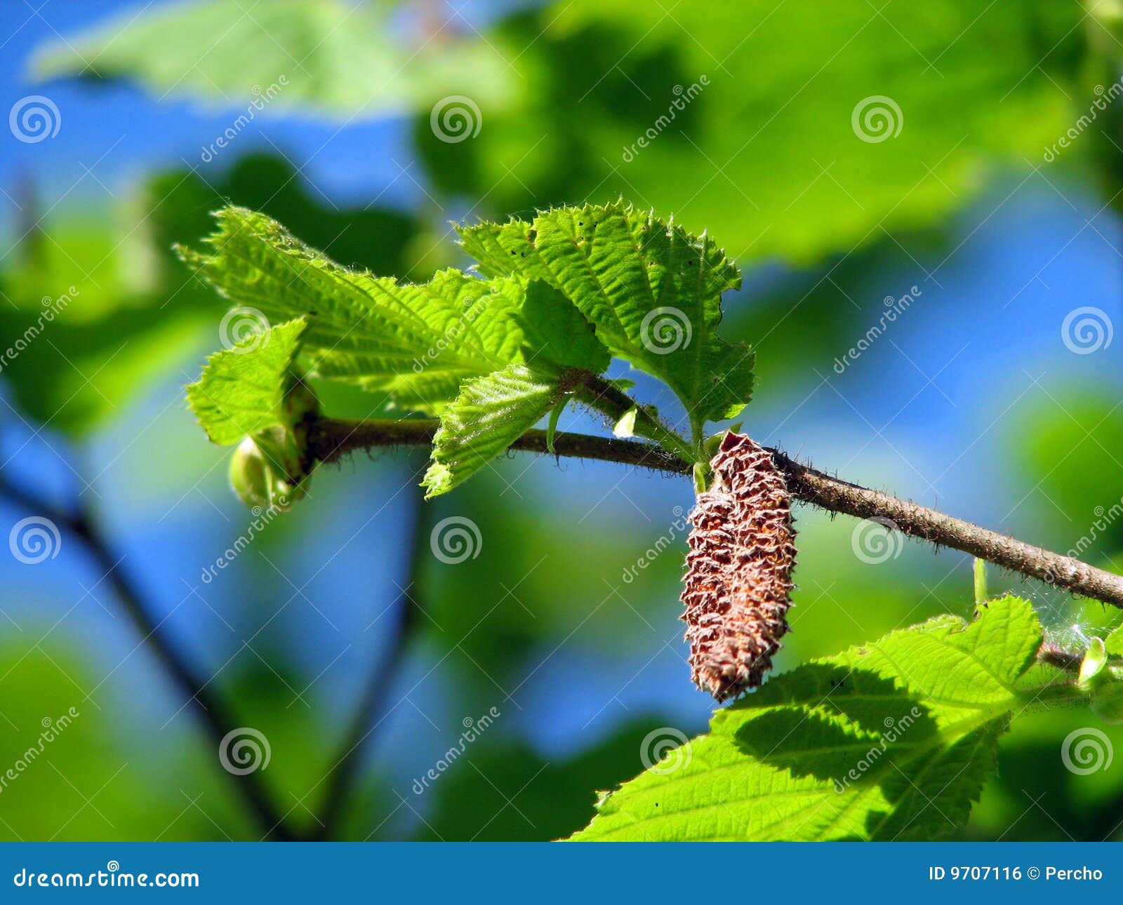 Hazel stock photo. Image of gree, blosom, tree, bush, spring - 9707116