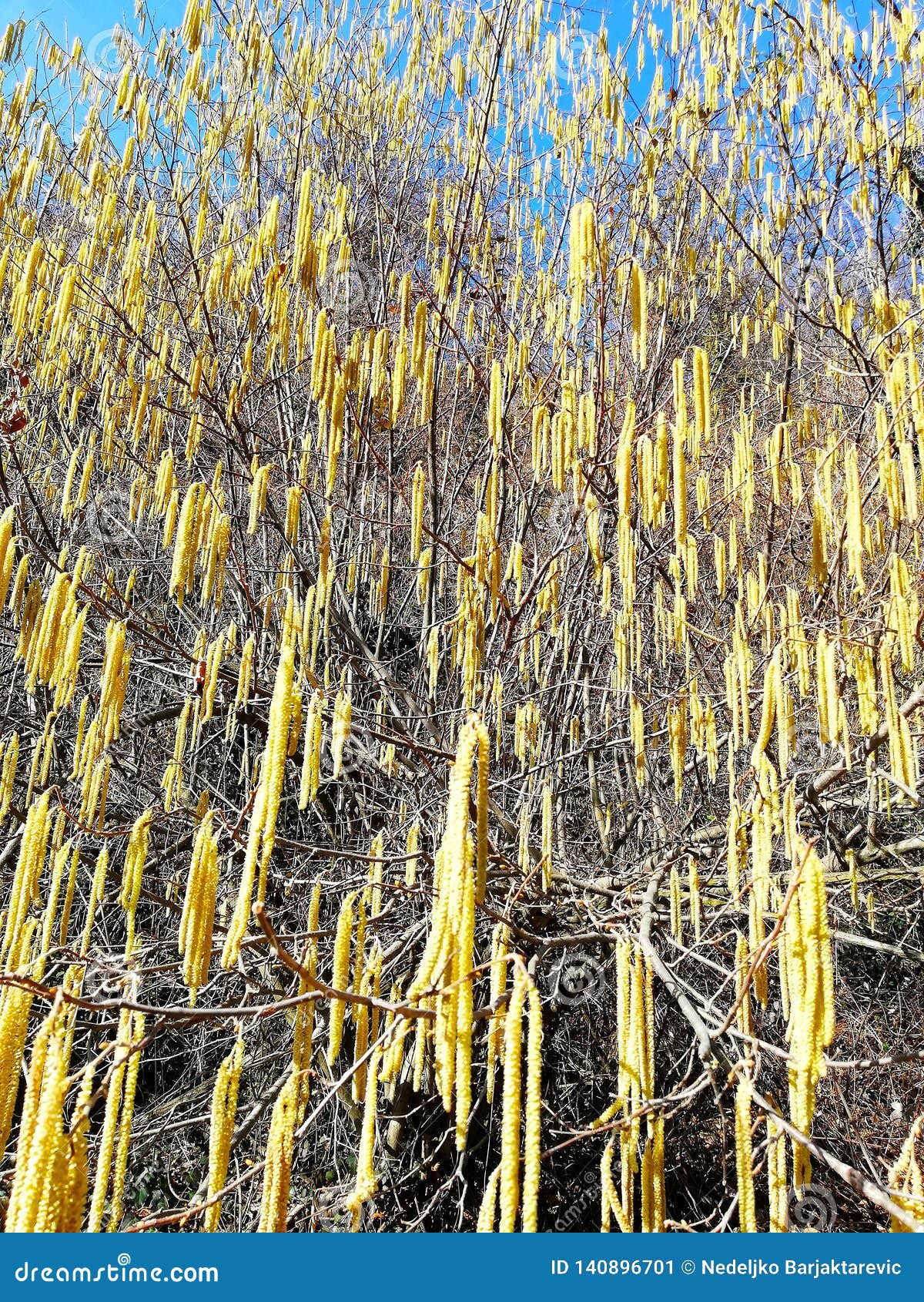 A Large Tree Hazel in Bloom,hazel in Spring Stock Image - Image of ...