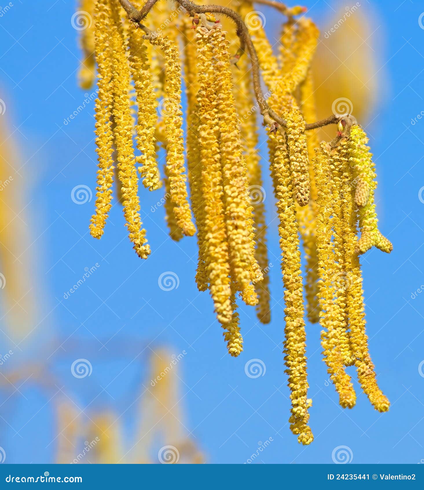 Hazel branch stock image. Image of catkin, nature, hazel - 24235441