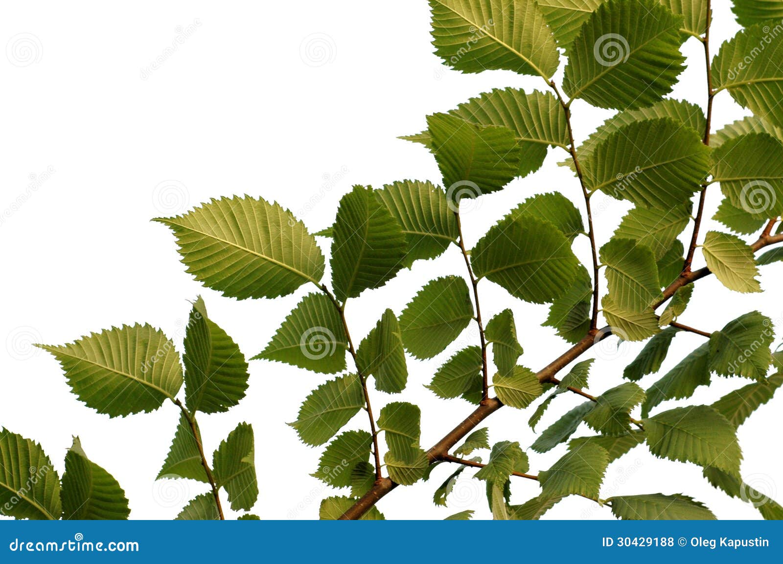 Hazel branch stock photo. Image of background, structure - 30429188