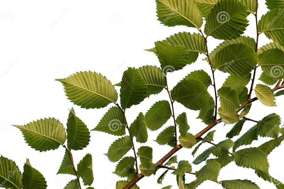 Hazel branch stock photo. Image of background, structure - 30429188