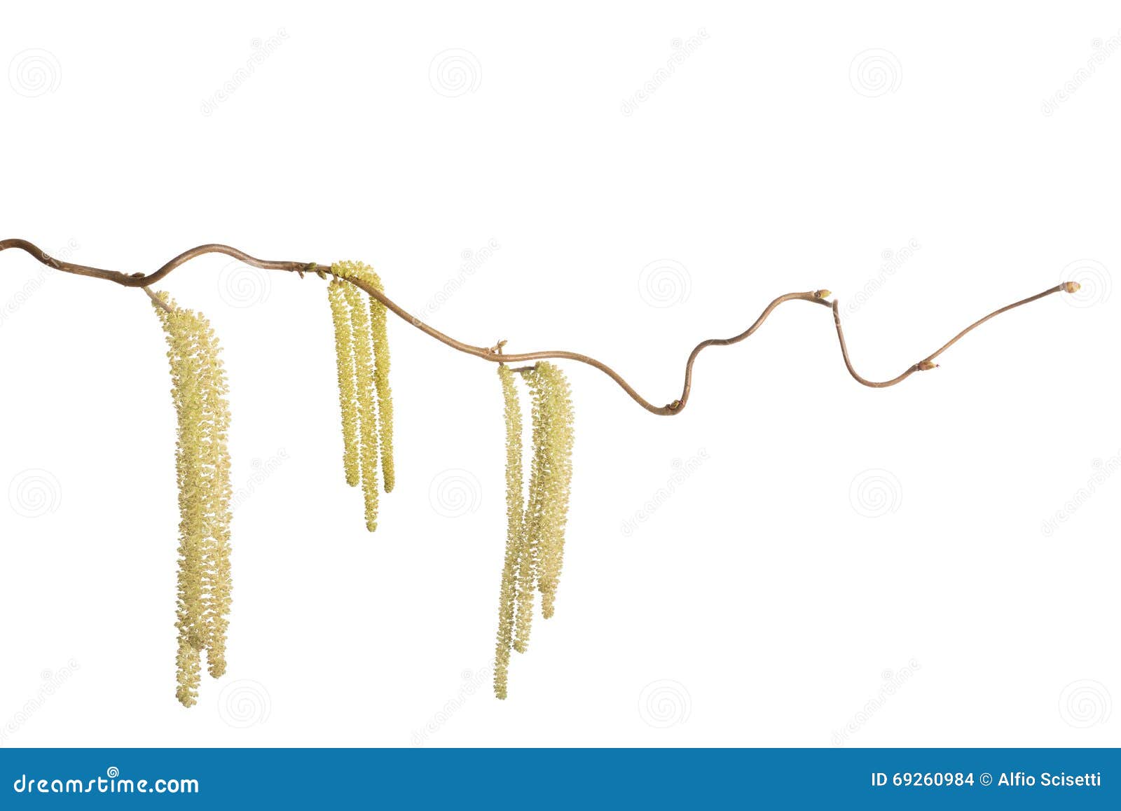 Hazel branch with catkins stock photo. Image of catkins - 69260984