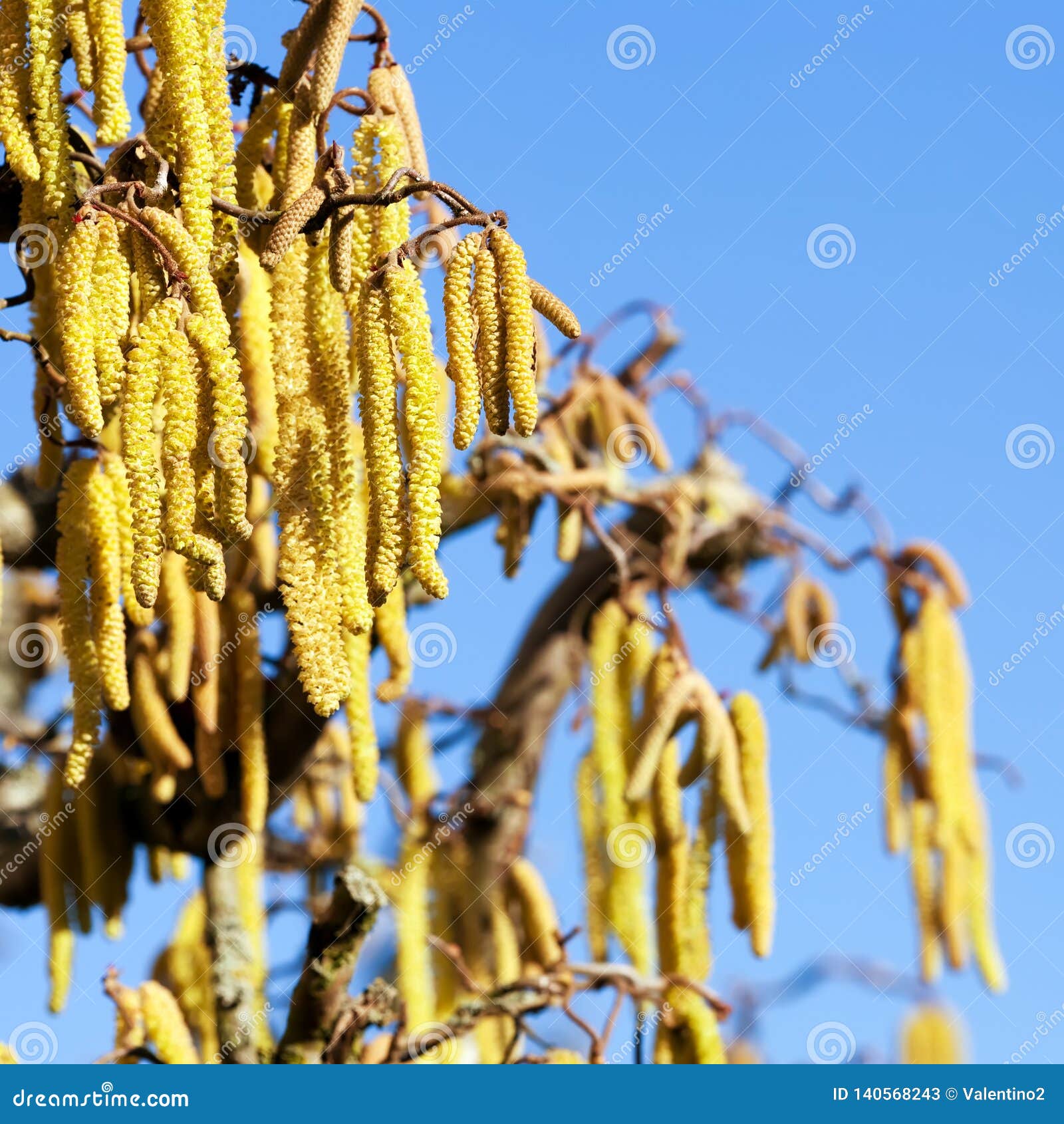 Hazel branch stock image. Image of branch, nature, corylus - 140568243
