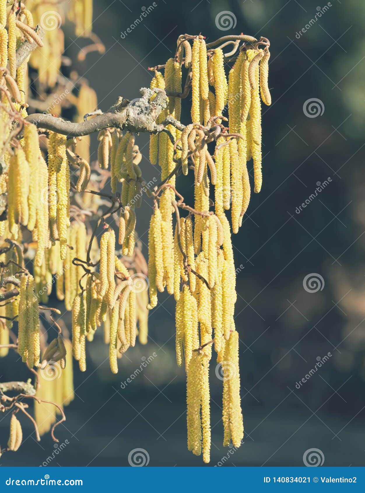 Hazel branch stock image. Image of nature, sunny, contorta - 140834021