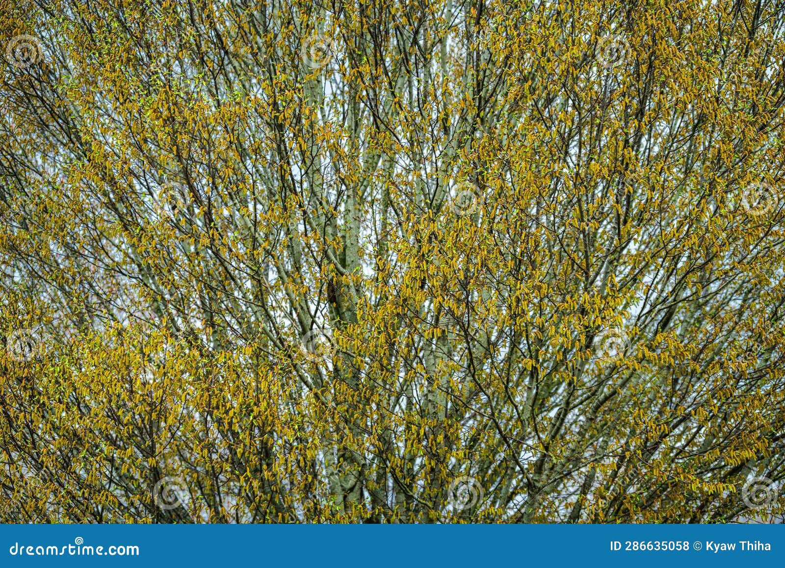 Hazel Branches Blooming with Cluster of Catkins Stock Photo - Image of ...